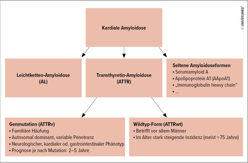 Kardiale Amyloidose: rasche Diagnose, frühzeitige Behandlung - Kardiologie & Gefäßmedizin ...